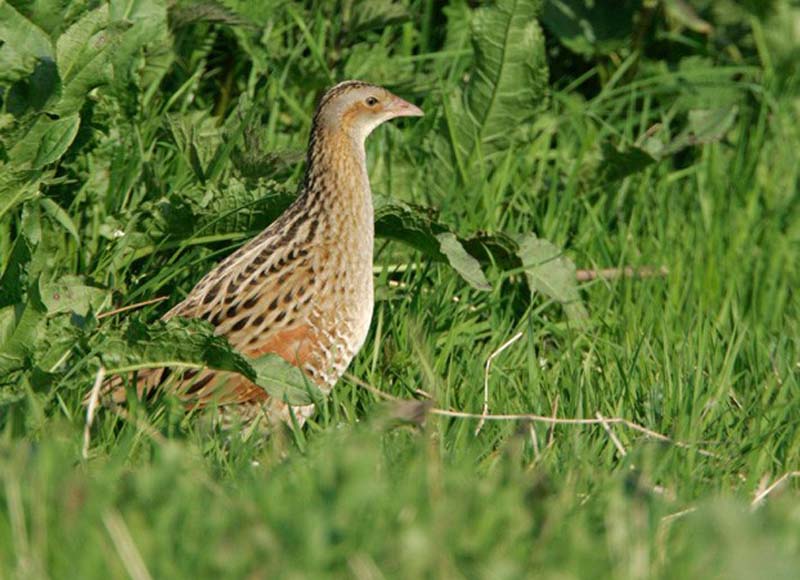Corncrake - Michael Martyn